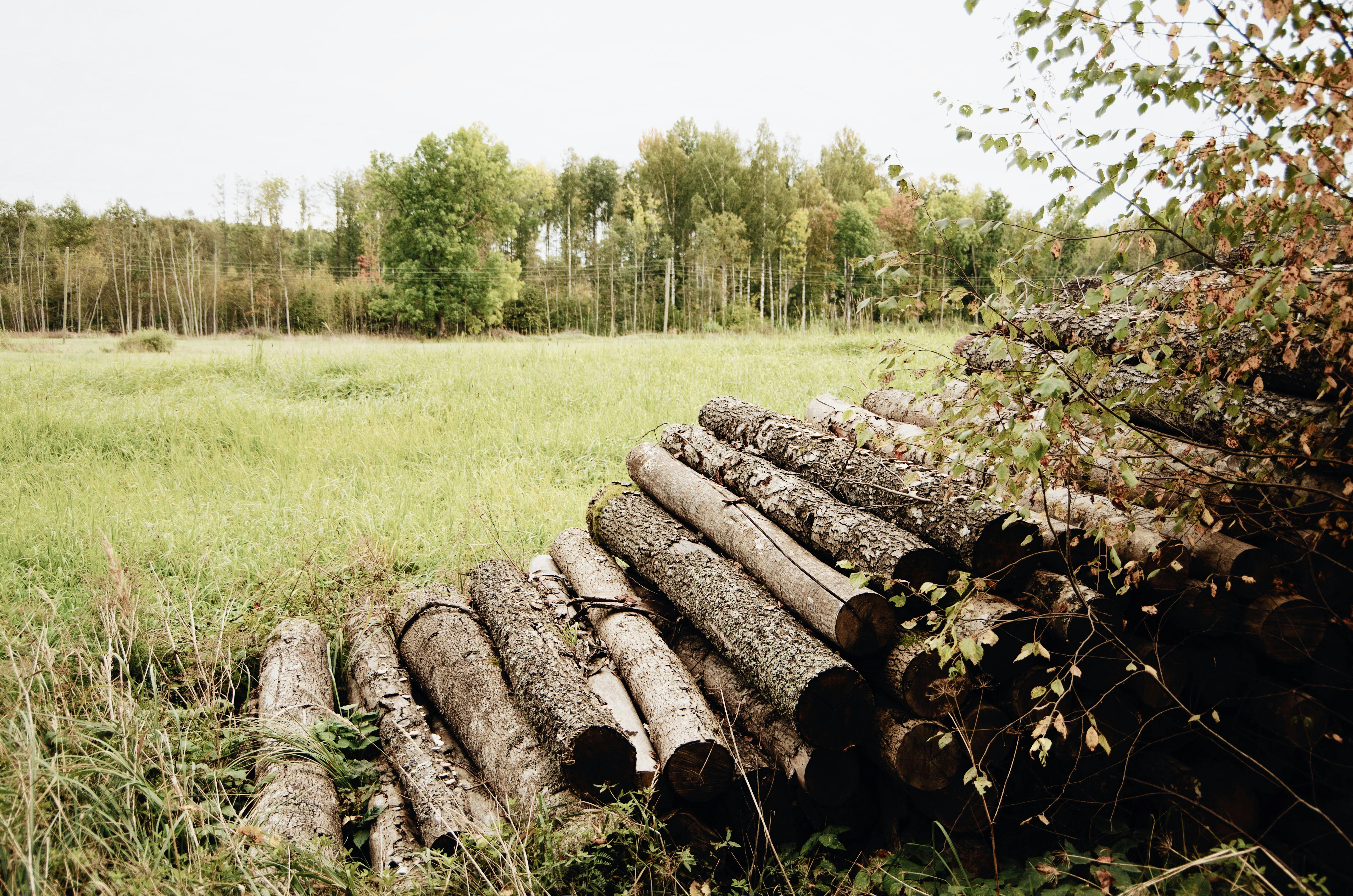 Varför bambu-toalettpapper minskar avskogning